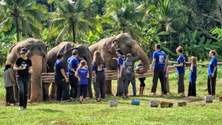 Smart Elephants Family [No Riding] | Olsen Tours